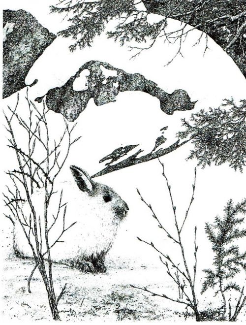 Rabbit Note Cards - Gene Matra Pen and Ink Drawings