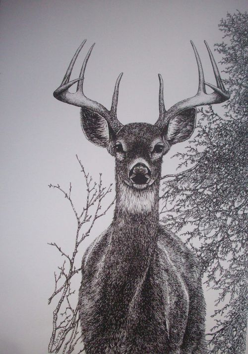 Buck Pen&Ink Print - Gene Matra Pen and Ink Drawings