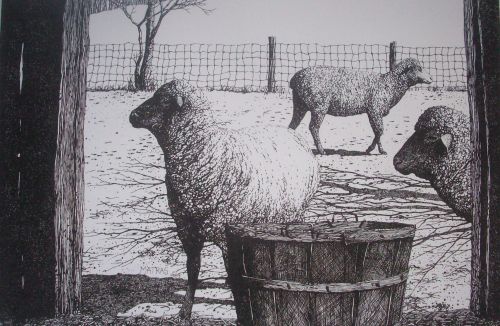 Sheep&Basket Pen&Ink Print - Gene Matra Pen and Ink Drawings