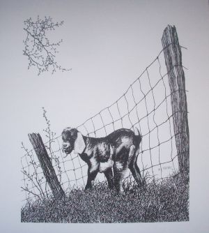 Farm Animals - Gene Matra Pen and Ink Drawings
