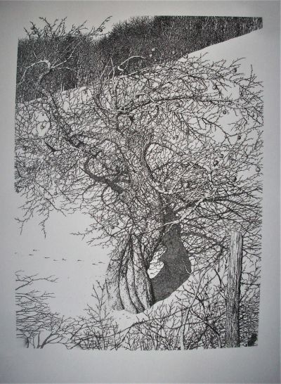 Apple Tree Pen & Ink Print - Gene Matra Pen and Ink Drawings