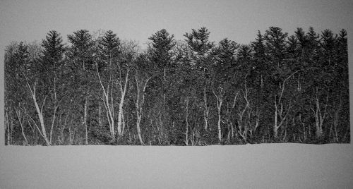 Forest Scene Pen & Ink Print - Gene Matra Pen and Ink Drawings