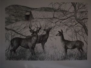 Three Deer Pen & Ink Print - Gene Matra Pen and Ink Drawings